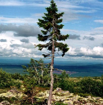 10 Freaky Things You Won't Believe Trees Can Actually Do - Listverse