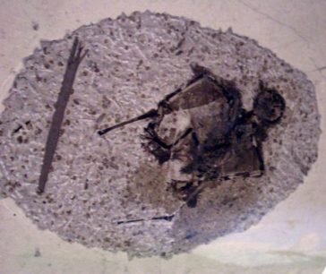 10 Terrifying Flying Reptiles That Went Extinct Long Ago - Listverse