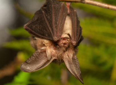 10 Amazing Things You Didn't Know Bats Could Do - Listverse