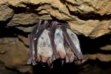 10 Amazing Things You Didn't Know Bats Could Do - Listverse