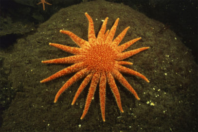 10 Mind-Bending Facts About Sea Stars - Listverse