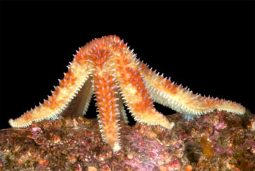 10 Mind-Bending Facts About Sea Stars - Listverse