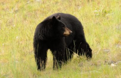 10 Facts That Make Ferocious Animals Even More Terrifying - Listverse