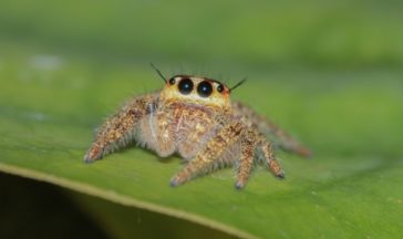 10 Facts That Make Ferocious Animals Even More Terrifying - Listverse