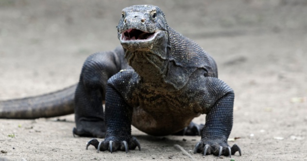 10 Pairs Of Animals You Won't Believe Are Related - Listverse