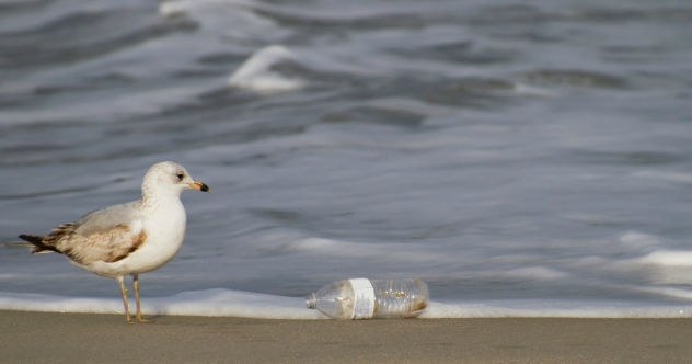 10 Ways Human Contamination Is Destroying Wildlife - Listverse