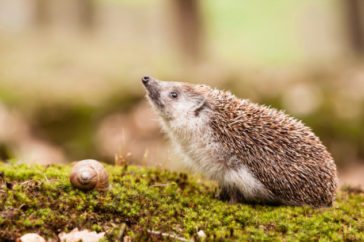 10 Species That Are Surprisingly Ancient - Listverse