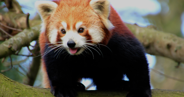 10 Species That Are Surprisingly Ancient - Listverse