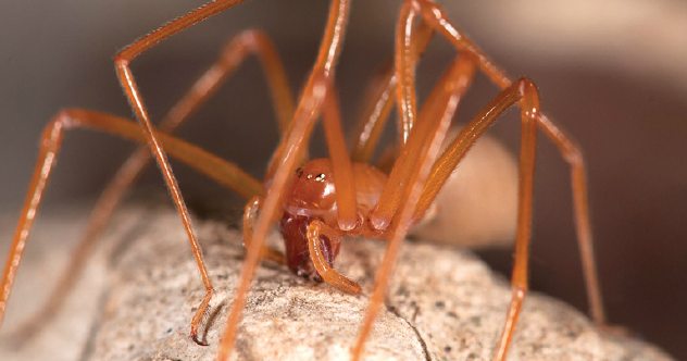 10 Creepy Spiders We've Recently Discovered - Listverse