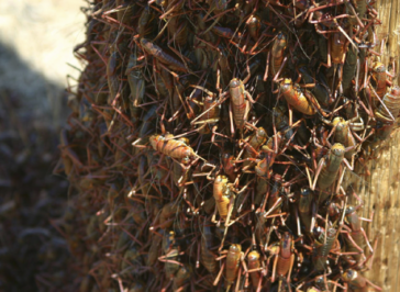 10 Unsettling Tales Of Swarms Of Invasive Animals - Listverse