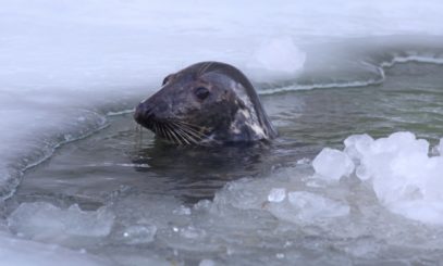 10 Logical Explanations For Beings Of Folklore - Listverse