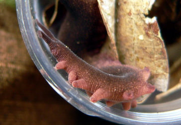 10 Weird Facts About The Incredible Velvet Worm - Listverse