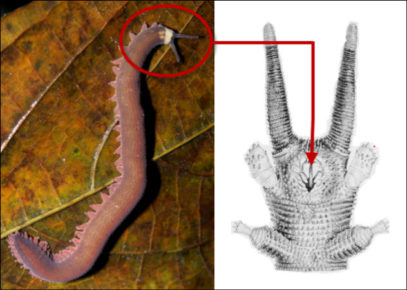 10 Weird Facts About The Incredible Velvet Worm - Listverse