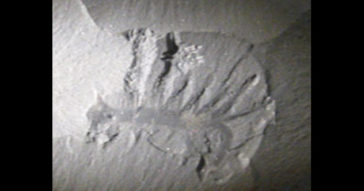 10 Weird Facts About The Incredible Velvet Worm - Listverse