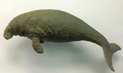 10 Fascinating Facts About The Cows Of The Sea - Listverse