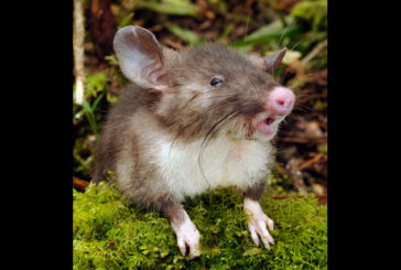 10 Recently Discovered Animals With Amazing Features - Listverse