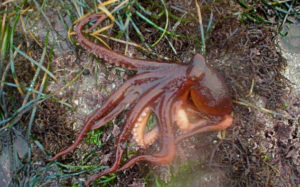 10 Bizarre Creatures That People Once Believed To Be Real - Listverse