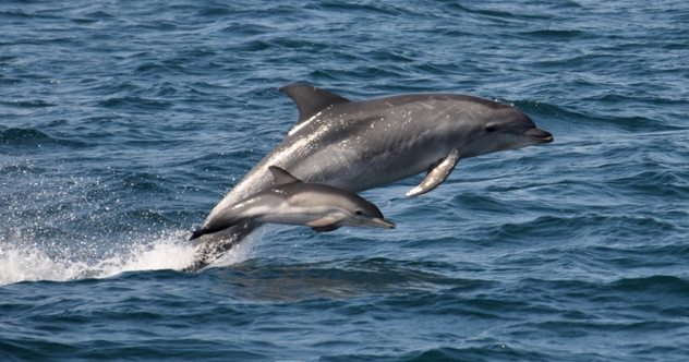 10 Killer Animals That Commit Infanticide - Listverse