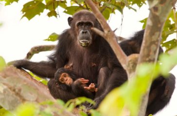 10 Killer Animals That Commit Infanticide - Listverse