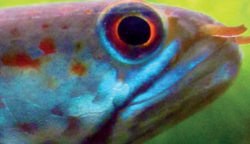 10 Fascinating New Species We've Just Discovered - Listverse