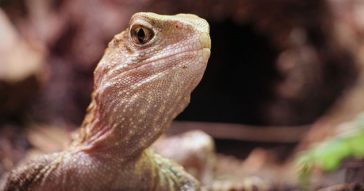 10 Facts About The Most Interesting Reptile In The World - Listverse
