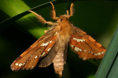 Top 10 Insane Moth Facts That Will Blow Your Mind - Listverse