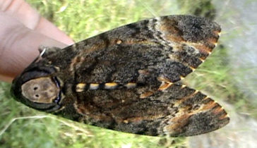 Top 10 Insane Moth Facts That Will Blow Your Mind - Listverse
