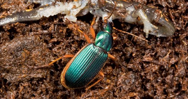 Top 10 Bizarre Insect Predators - Listverse