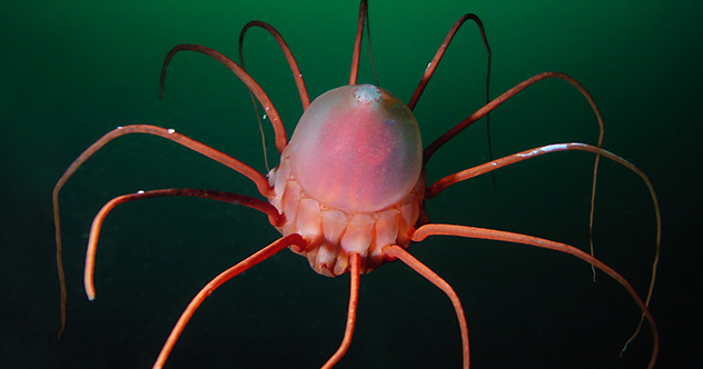 10 Otherworldly Sea Creatures You've Never Heard Of - Listverse