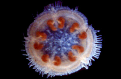 10 Otherworldly Sea Creatures You've Never Heard Of - Listverse