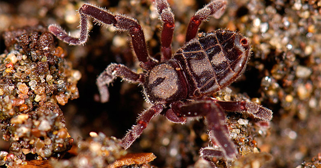 10 Incredibly Obscure Arthropod Orders - Listverse