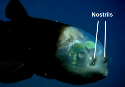 10 Overlooked Or Obscure Animal Anatomical Details - Listverse
