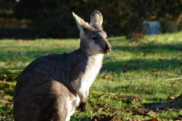 10 Crazy Animal Odor Facts - Listverse