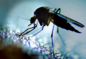 10 Crazy Animal Odor Facts - Listverse