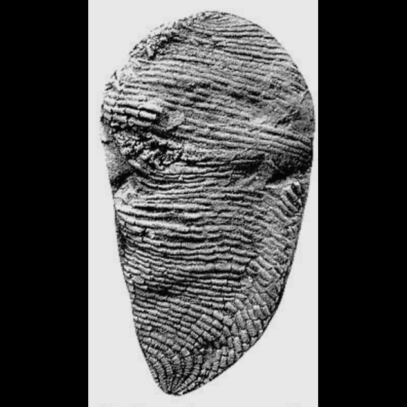 10 Of The Biggest Branches Missing From The Animal Kingdom - Listverse