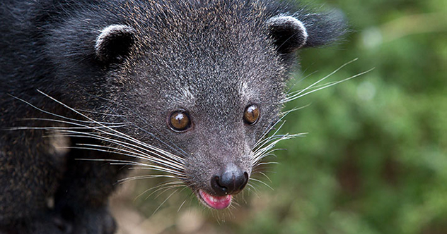 10 Crazy Animal Odor Facts - Listverse