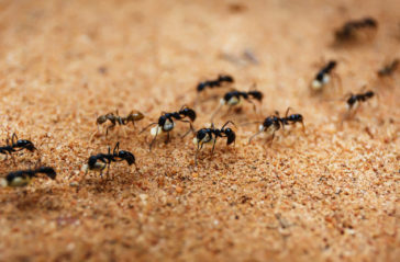 10 Species That Are Smarter Than Anyone Thought - Listverse