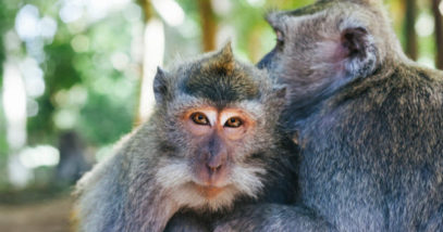 10 Amazing Displays Of Animal Empathy - Listverse