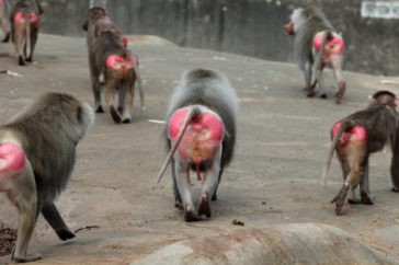 10 Amazing And Disgusting Butts That Serve An Incredible Purpose ...