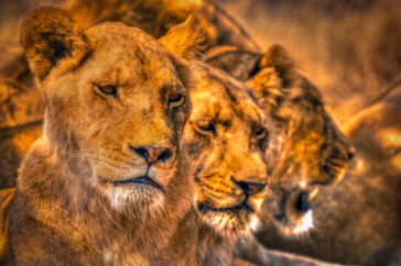 10 Amazing Displays Of Animal Empathy - Listverse