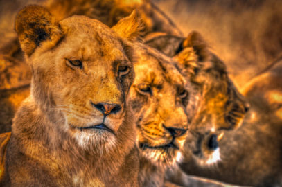 10 Amazing Displays Of Animal Empathy - Listverse