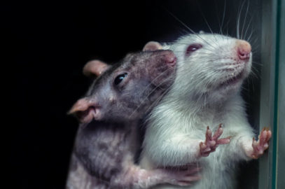 10 Amazing Displays Of Animal Empathy - Listverse