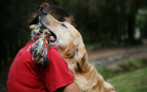 10 Amazing Displays Of Animal Empathy - Listverse