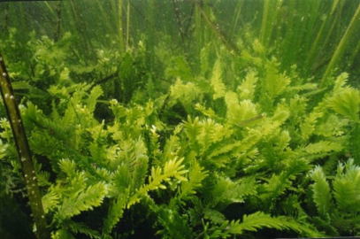10 Freakishly Large Single-Celled Organisms - Listverse