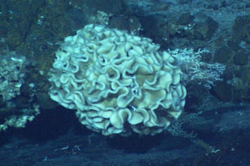 10 Freakishly Large Single-Celled Organisms - Listverse