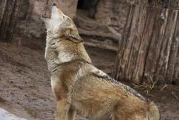 10 Surprising Facts About Magic And Superstition In Ancient Rome ...