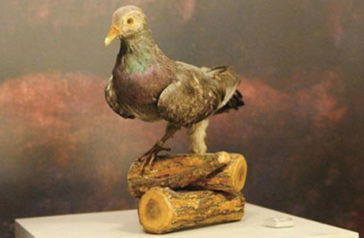 Top 10 Heroic Wartime Pigeons - Listverse