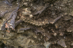 Top 10 Bizarre Skeletons - Listverse