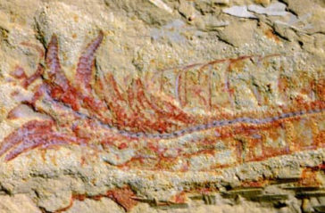 10 Ancient Organisms With Unexpected Features - Listverse