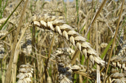 10 Foods That Exist Because Of Ancient Genetic Engineering - Listverse